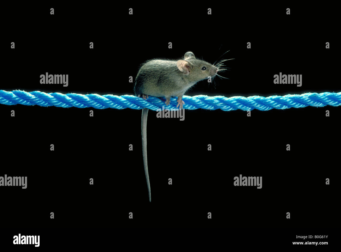 House Mouse (Mus musculus). Youngster climbing along rope Stock Photo ...