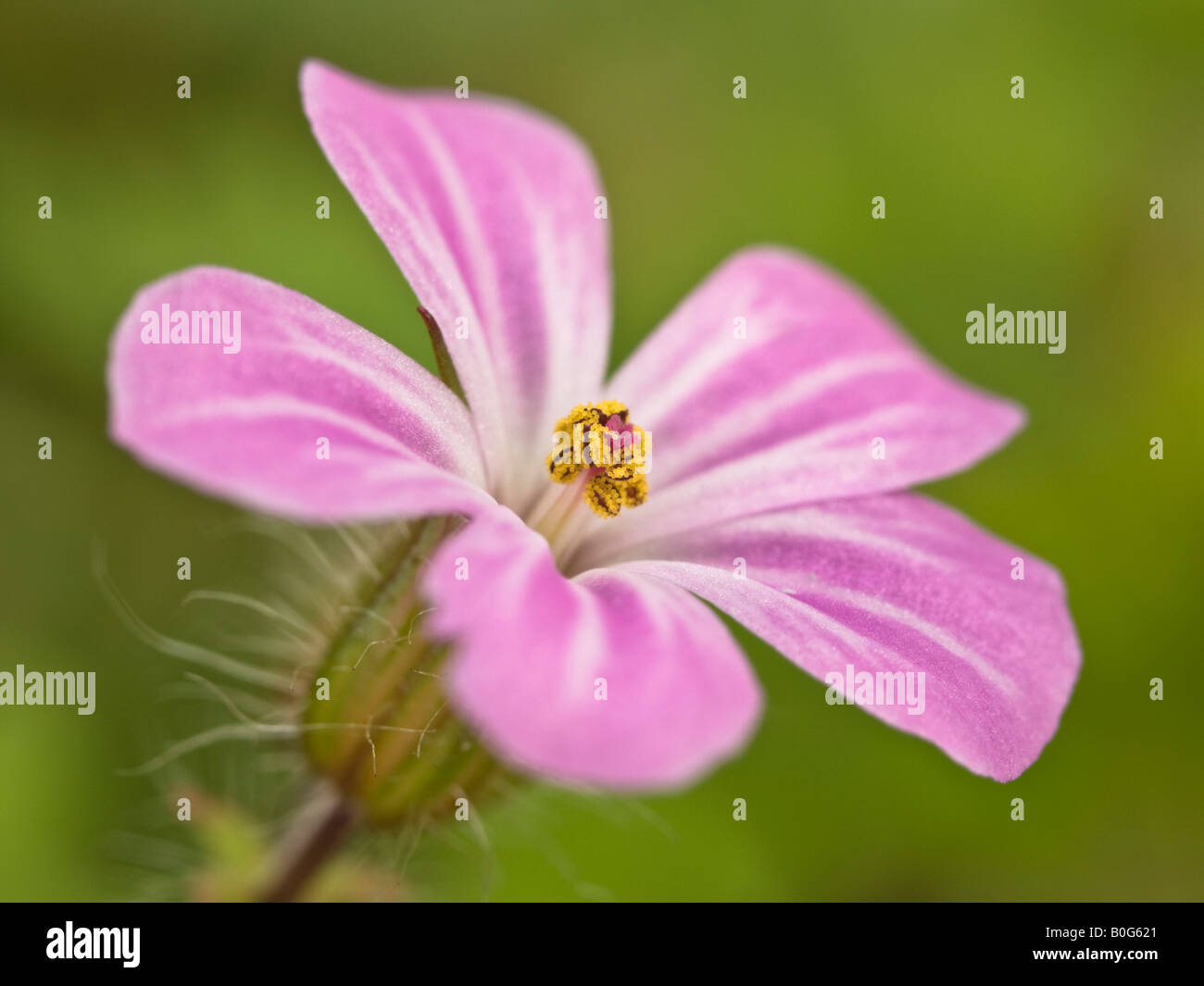 Herb Robert Geranium robertianum Geraniaceae showing pollen detail ...