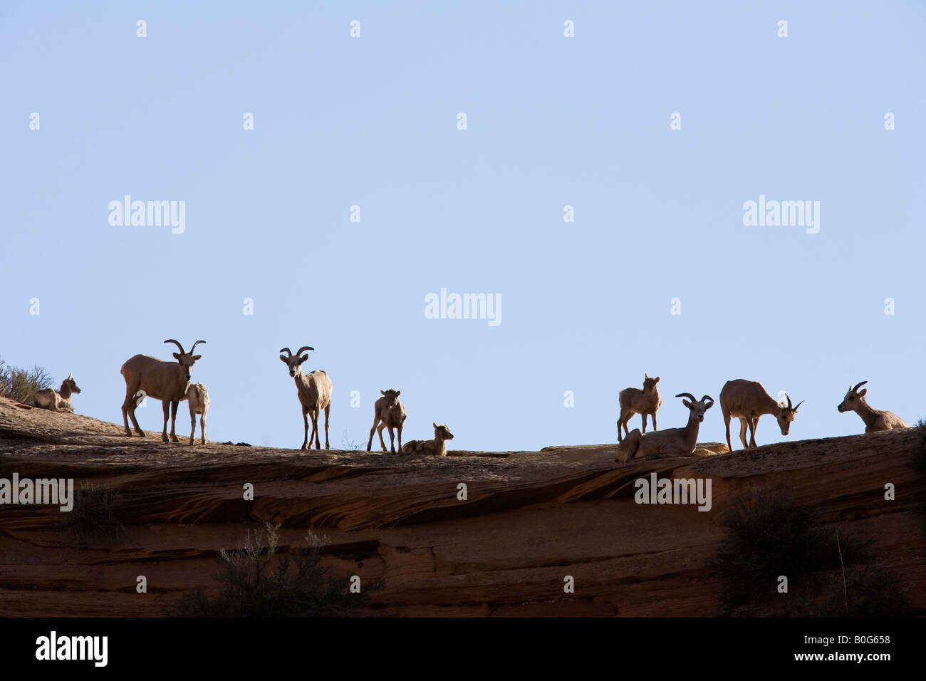 Group of Desert Bighorn Sheep (Ovis canadensis nelsoni), Zion National ...