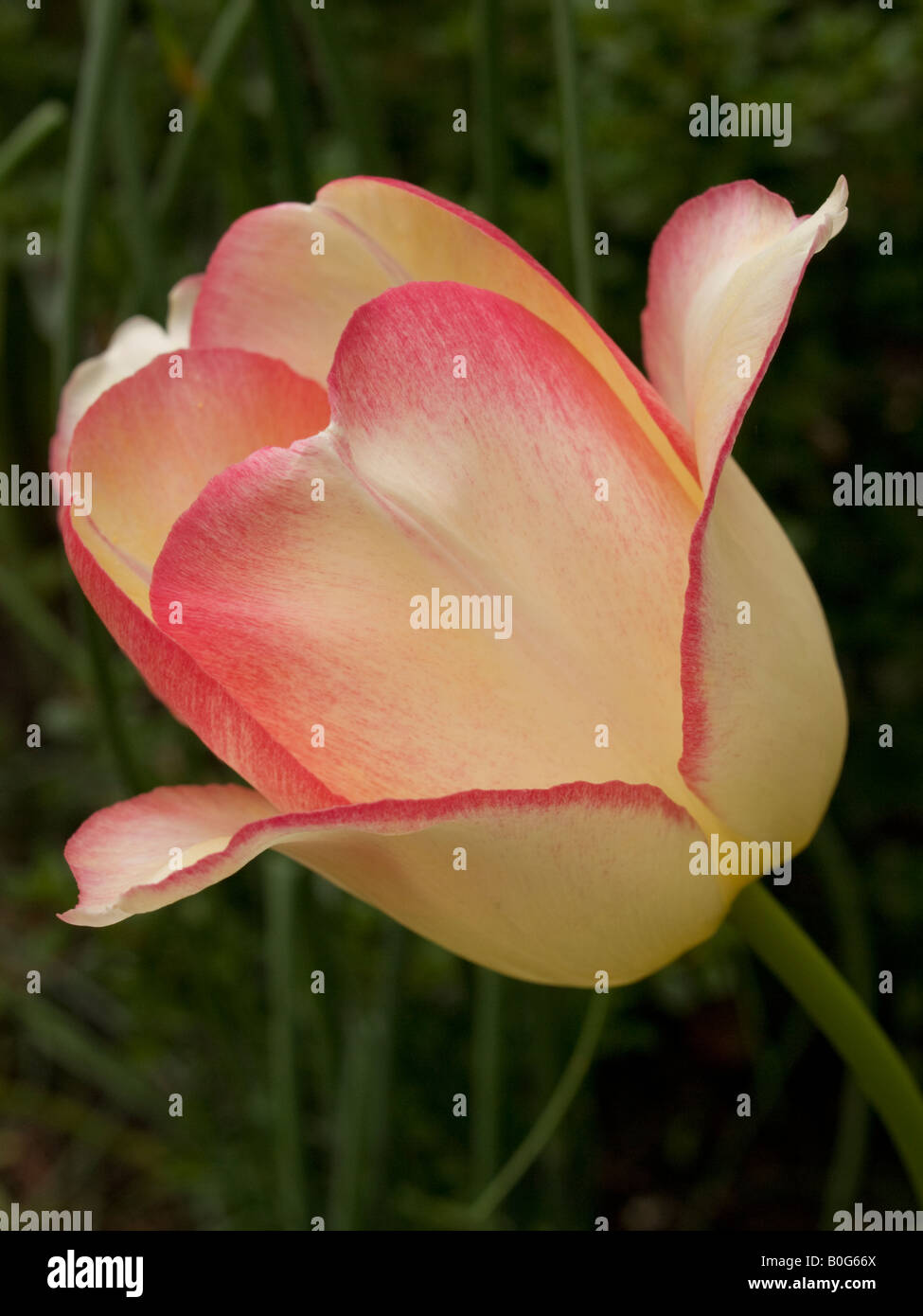 Tulip outline hi-res stock photography and images - Alamy