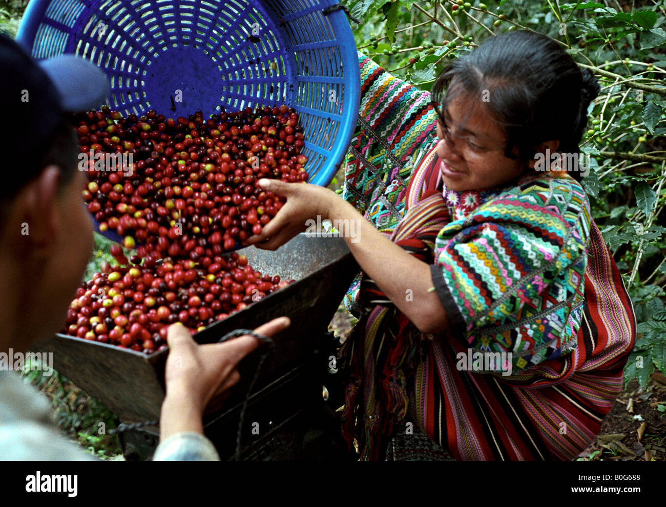 Mayan man and woman husband and wife depulping coffee beans on their ...