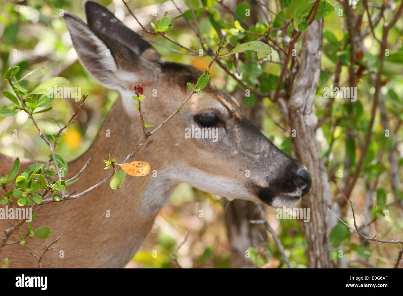Key deer profile in trees Stock Photo - Alamy