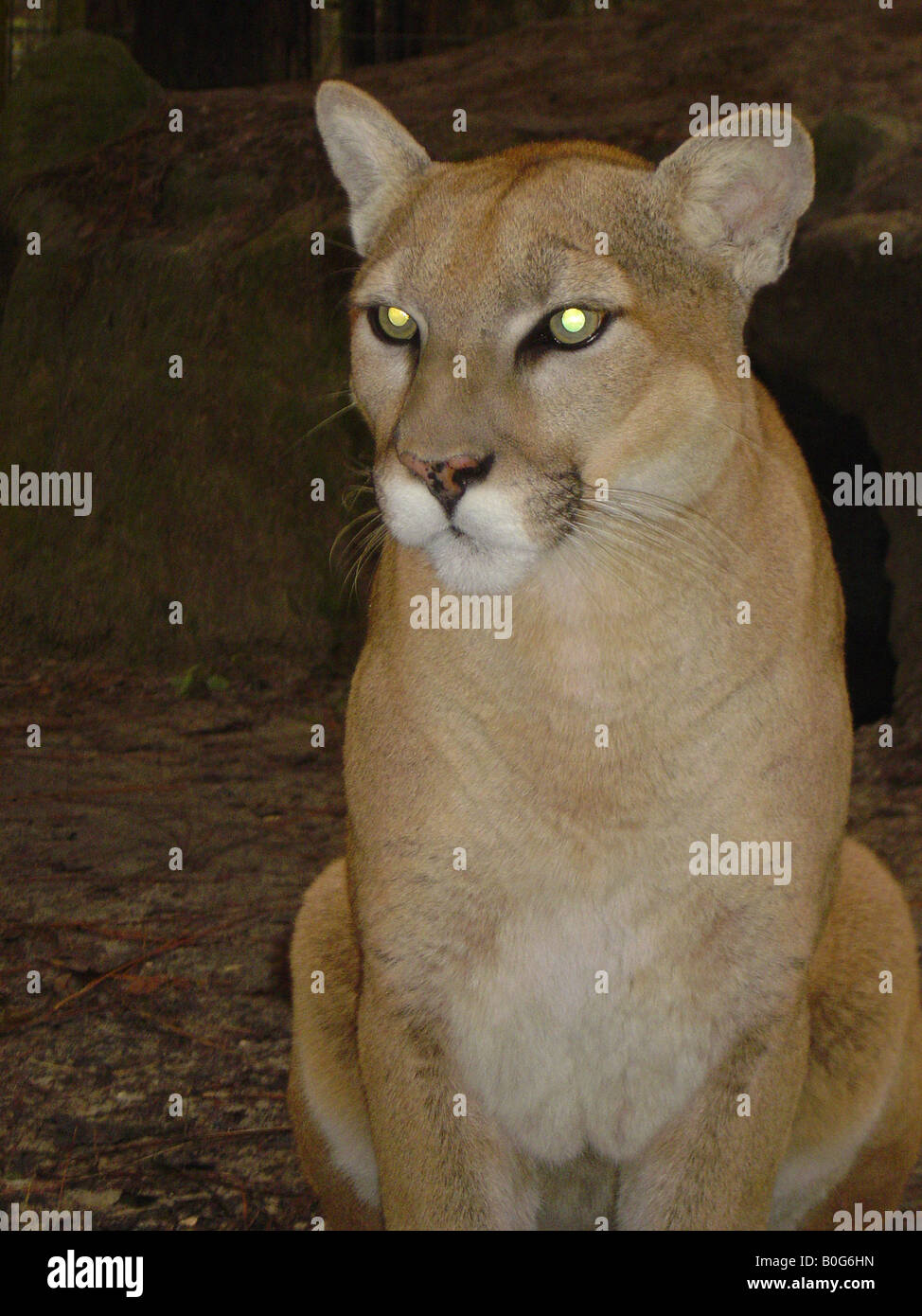 Florida panther vertical Stock Photo - Alamy
