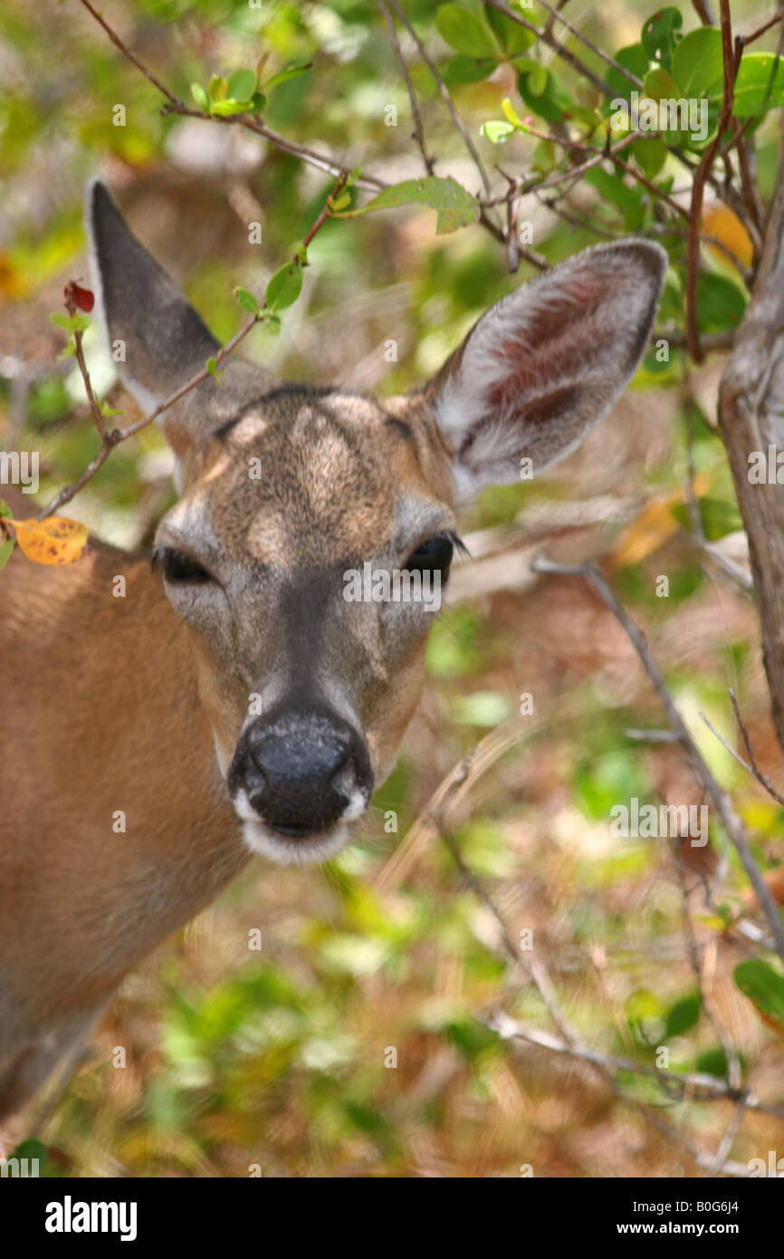 Key deer branch3s Stock Photo - Alamy