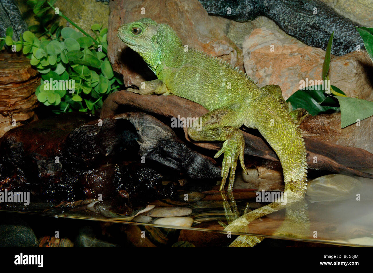 Chinese water dragon Physignathus cocincinus is a good swimmer Stock ...