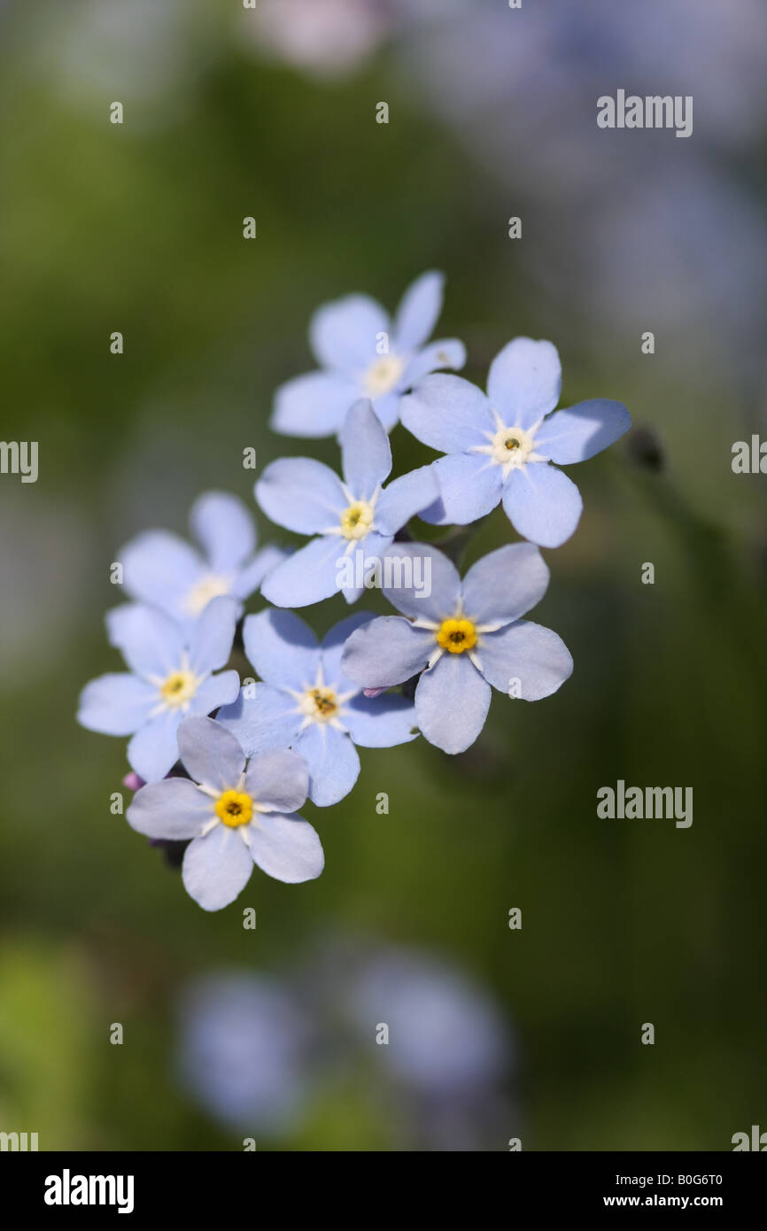 Forget me not close up Stock Photo - Alamy