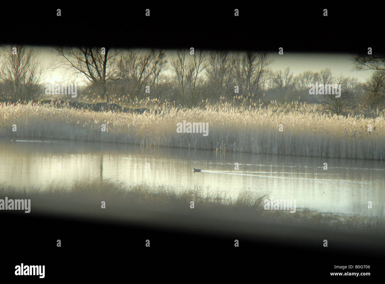 Fen Reeds High Resolution Stock Photography and Images - Alamy