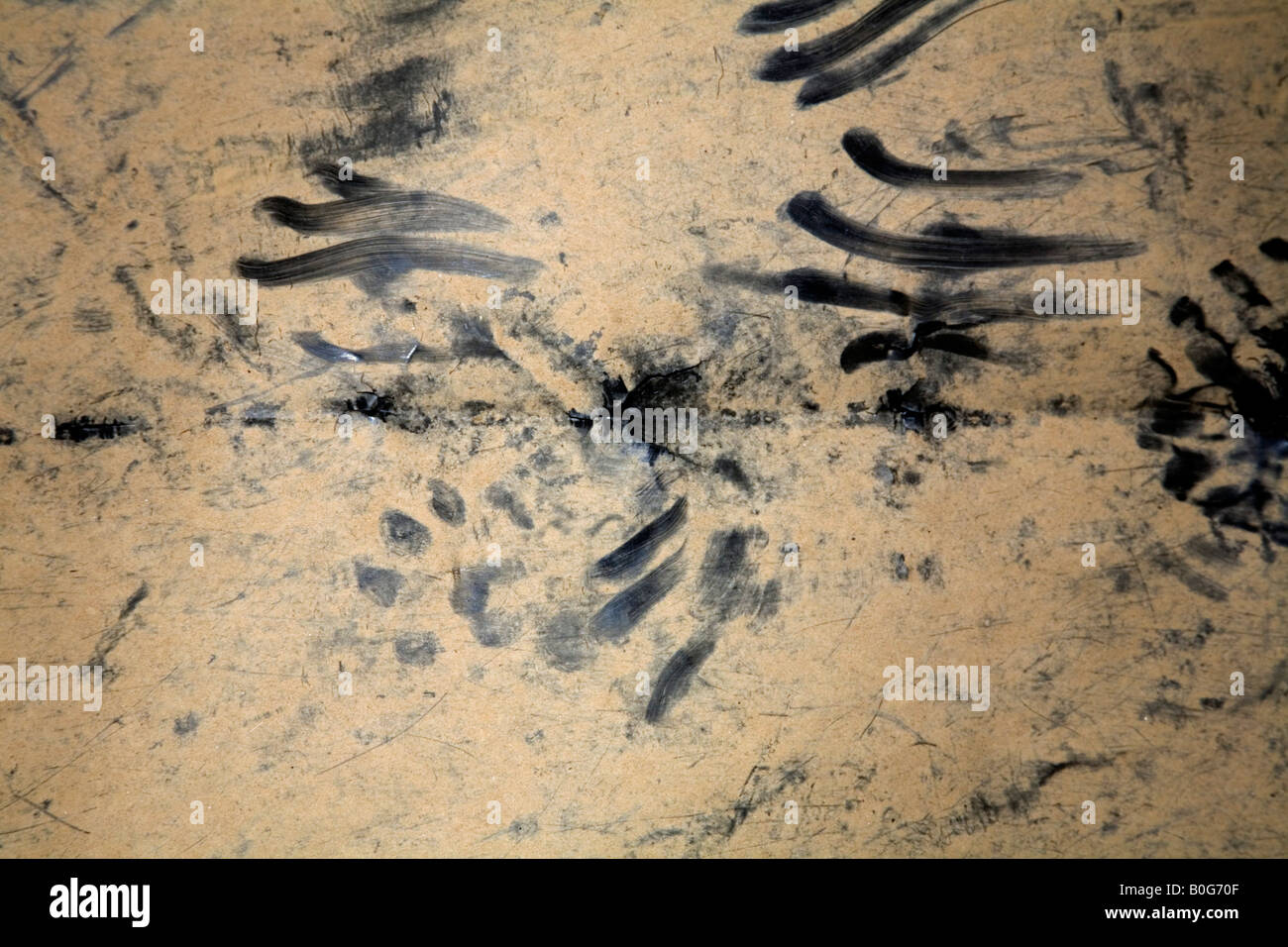 Otter Tracks High Resolution Stock Photography and Images - Alamy