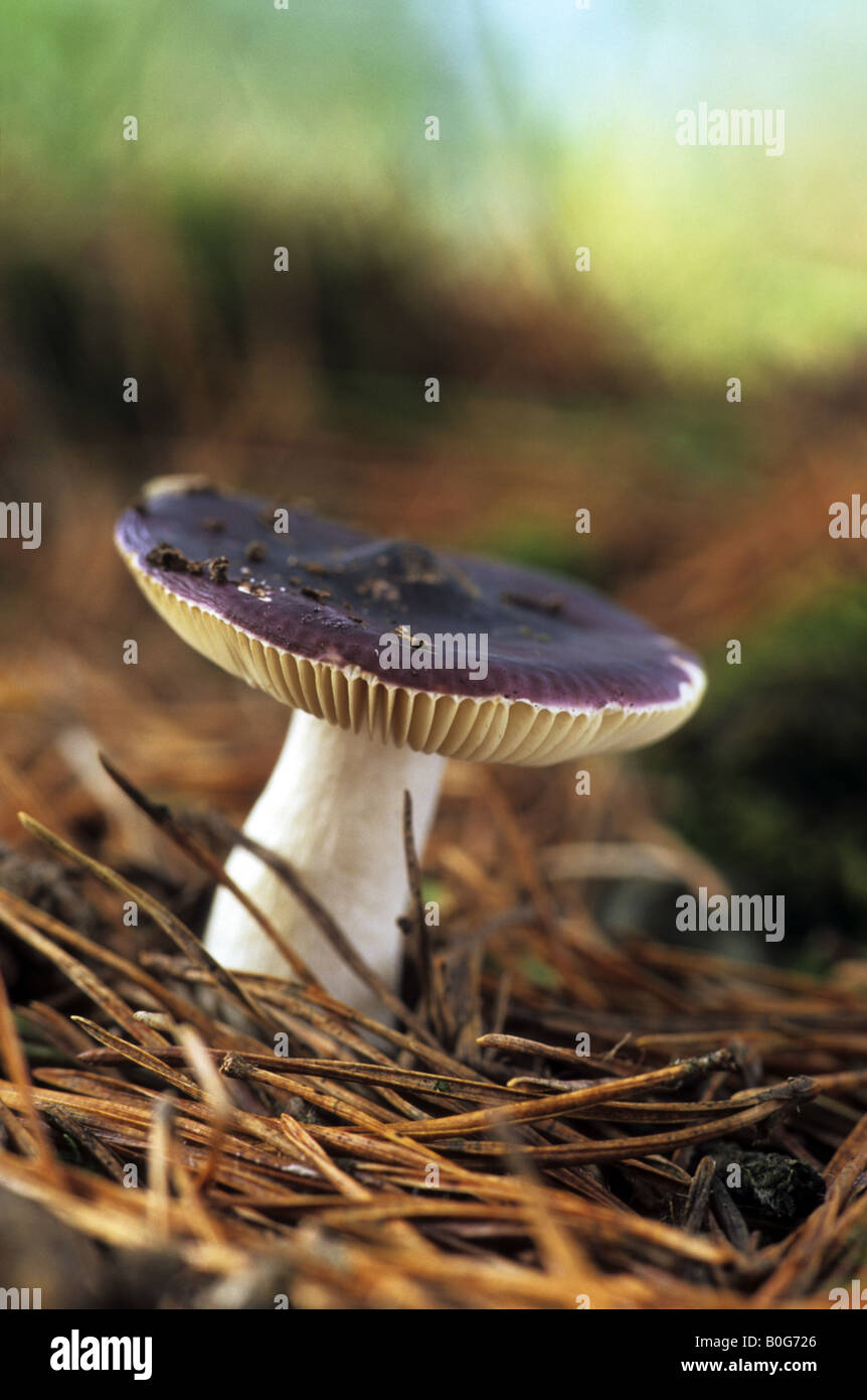 purple pine russule Russula sardonia Stock Photo - Alamy