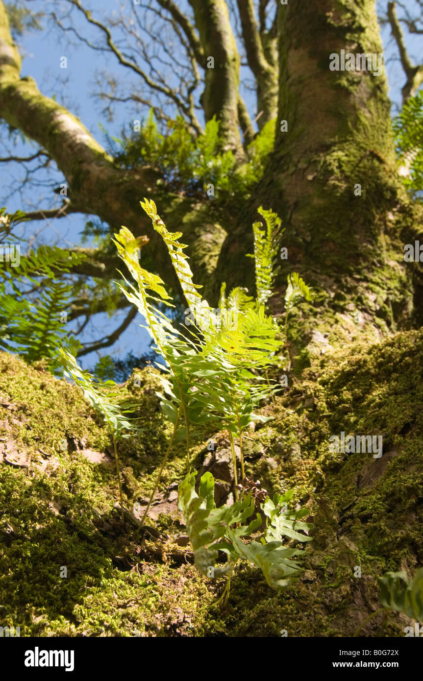 Common Polypod (Polypodium vulgare) ferns growing on sessile oak ...