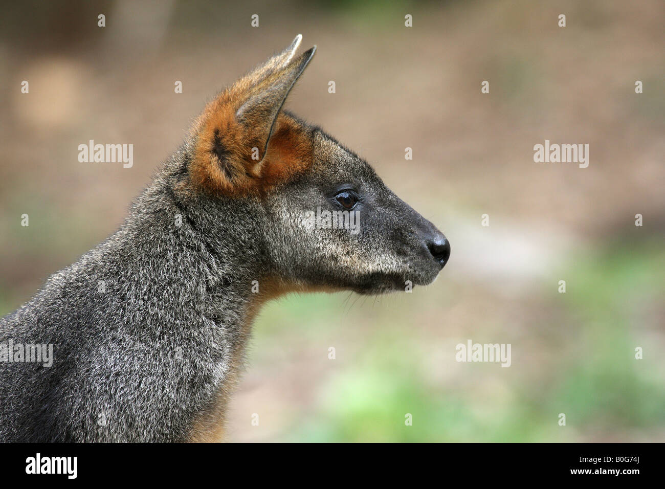 Swamp wallaby juvenile hi-res stock photography and images - Alamy