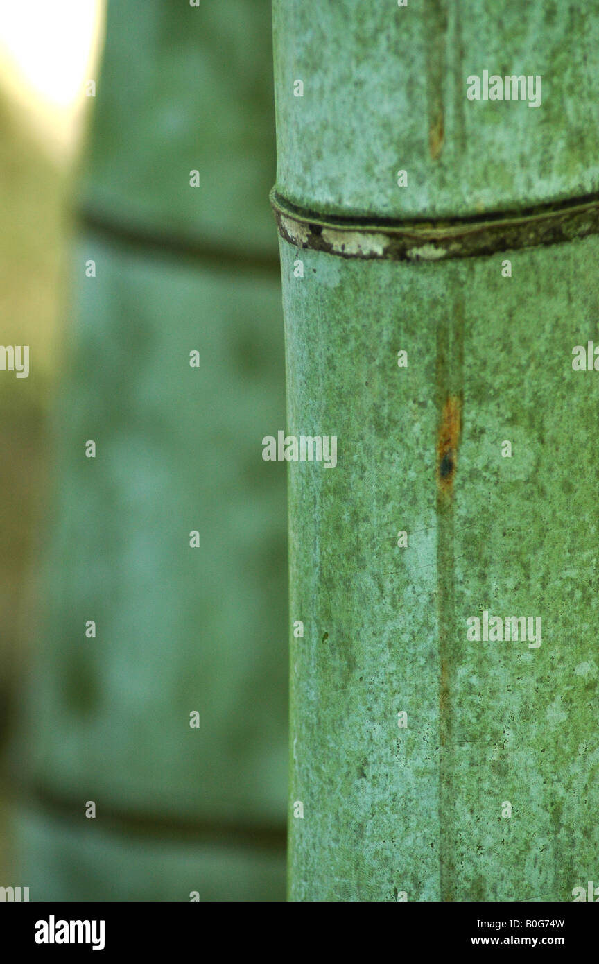 detail of bamboo reeds Stock Photo - Alamy