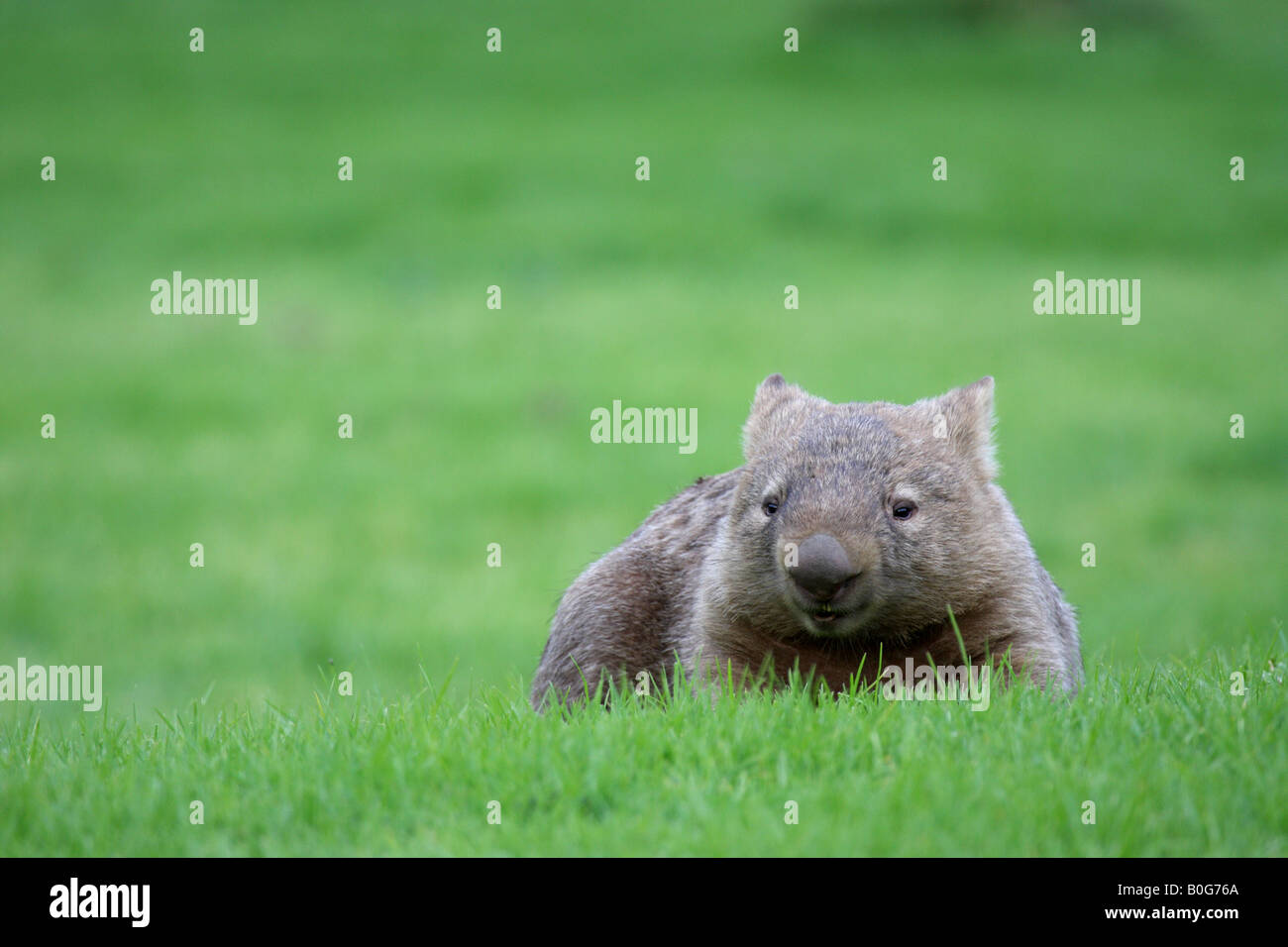 Common wombat, vombatus ursinus, single adult in a field Stock Photo ...