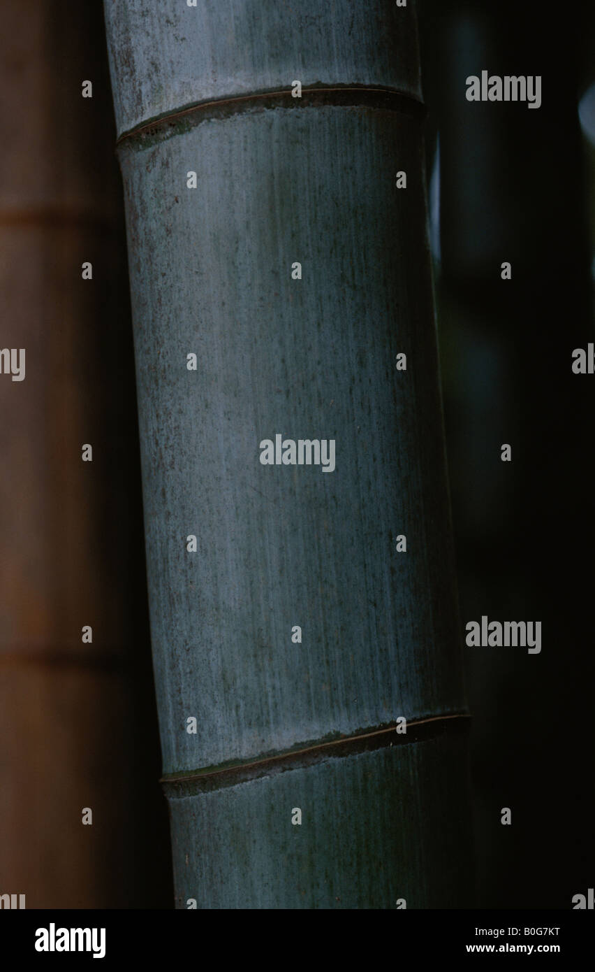 Stem Of Bamboo Stock Photo - Alamy