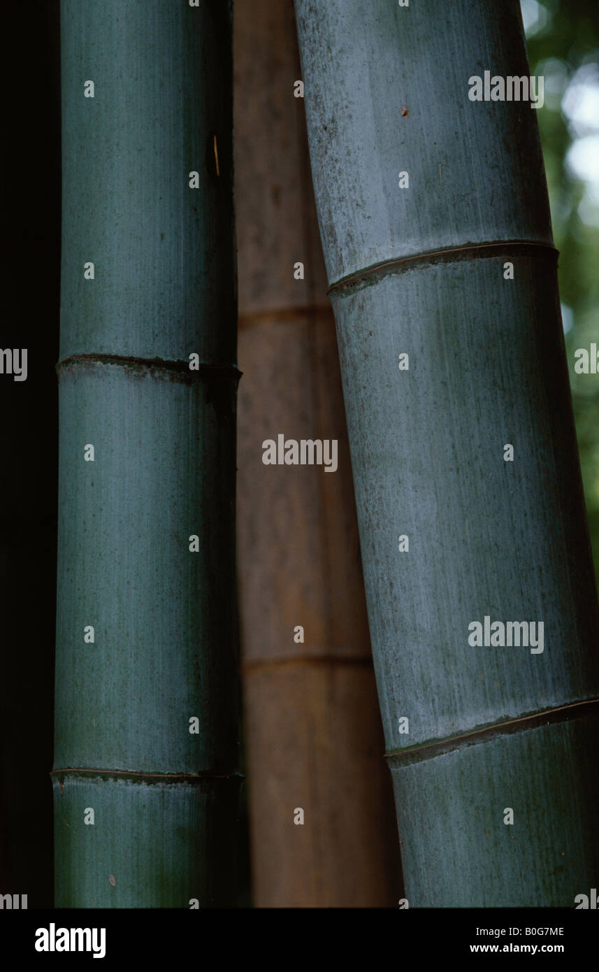 Stems Of Bamboo Plants Stock Photo - Alamy