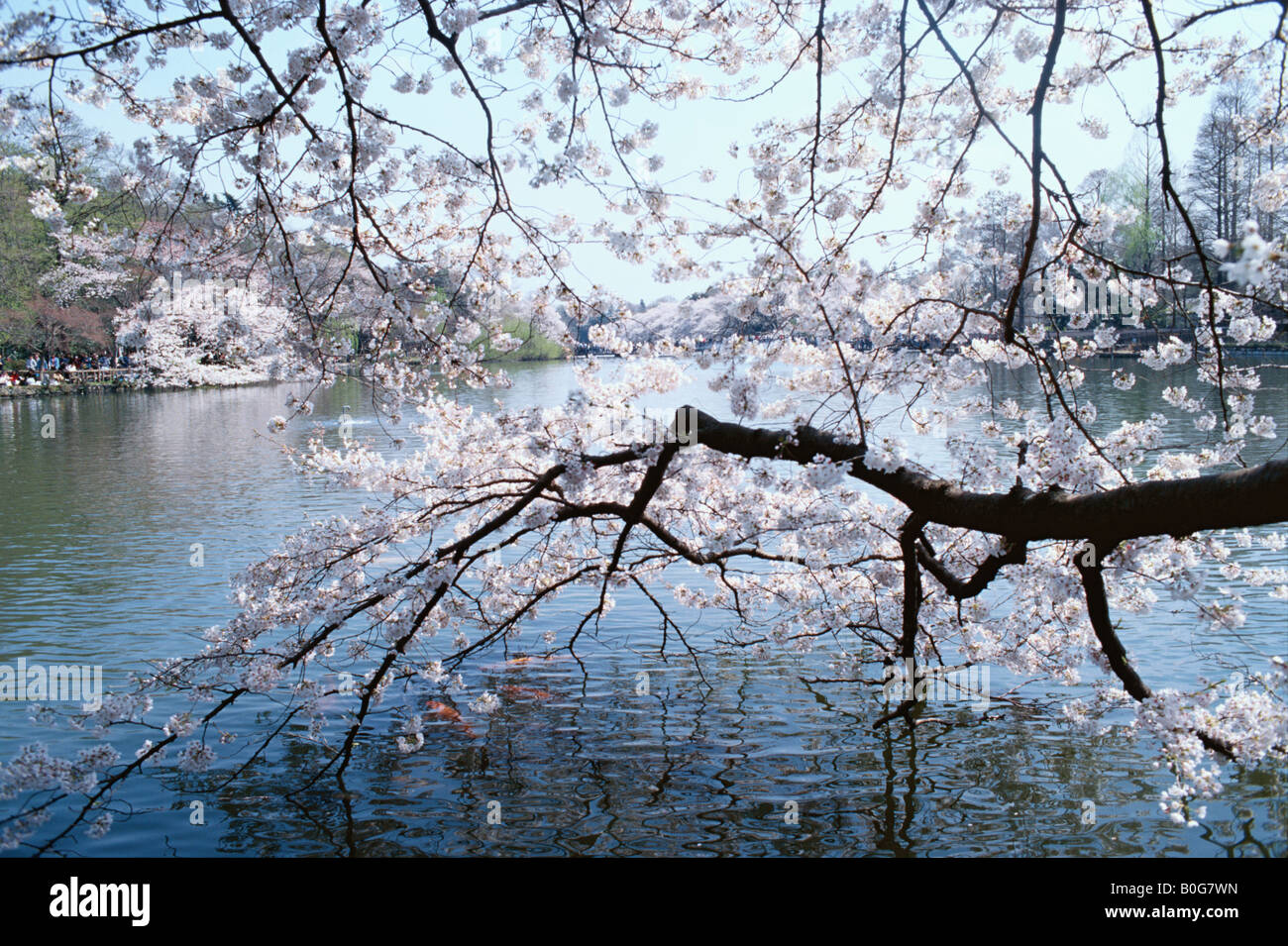 Cherry Blossoms By River Stock Photo - Alamy