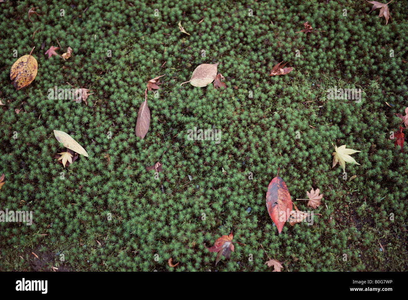 Autumn Leaves On Moss Stock Photo - Alamy