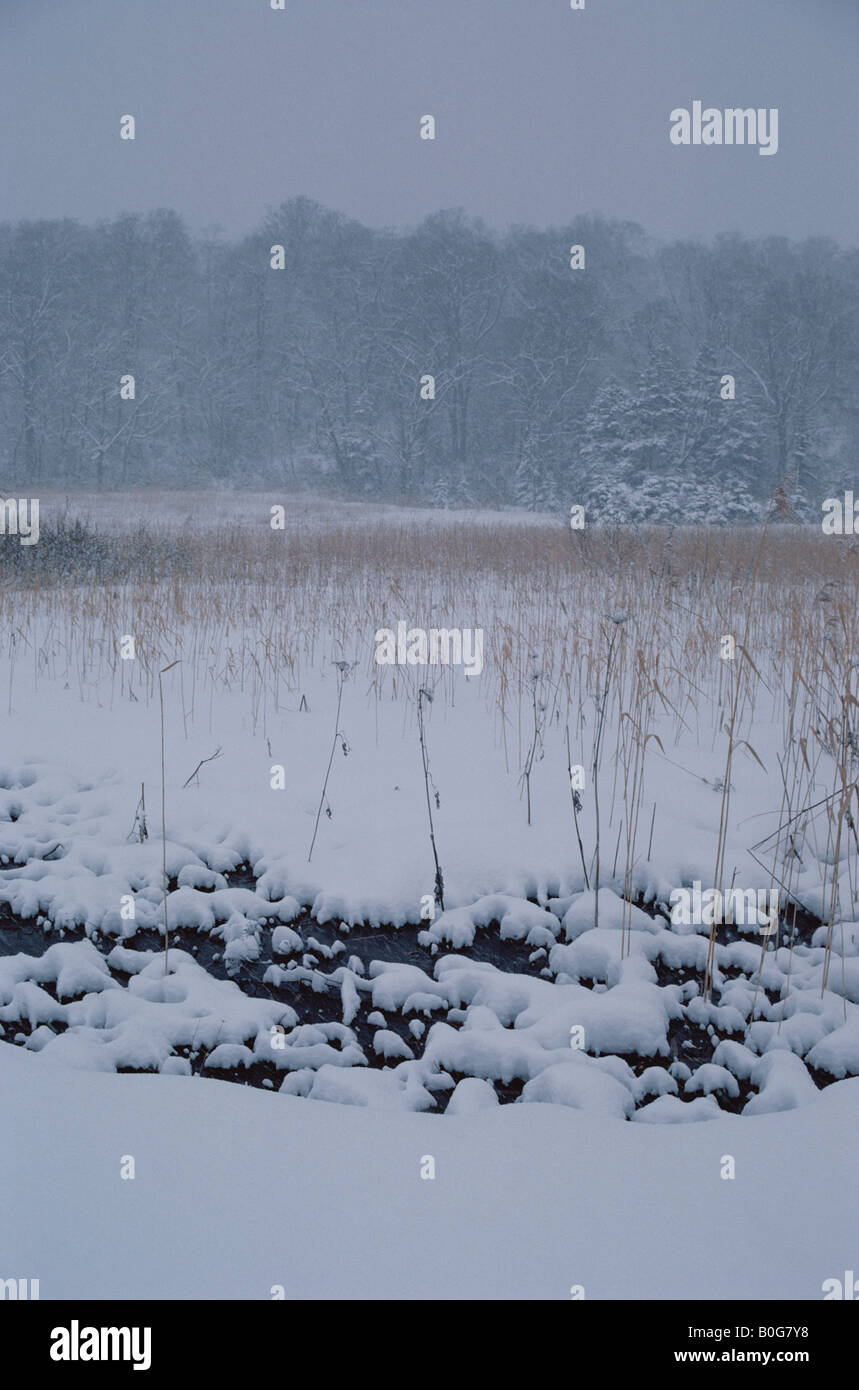Grass Field In Snow Stock Photo - Alamy
