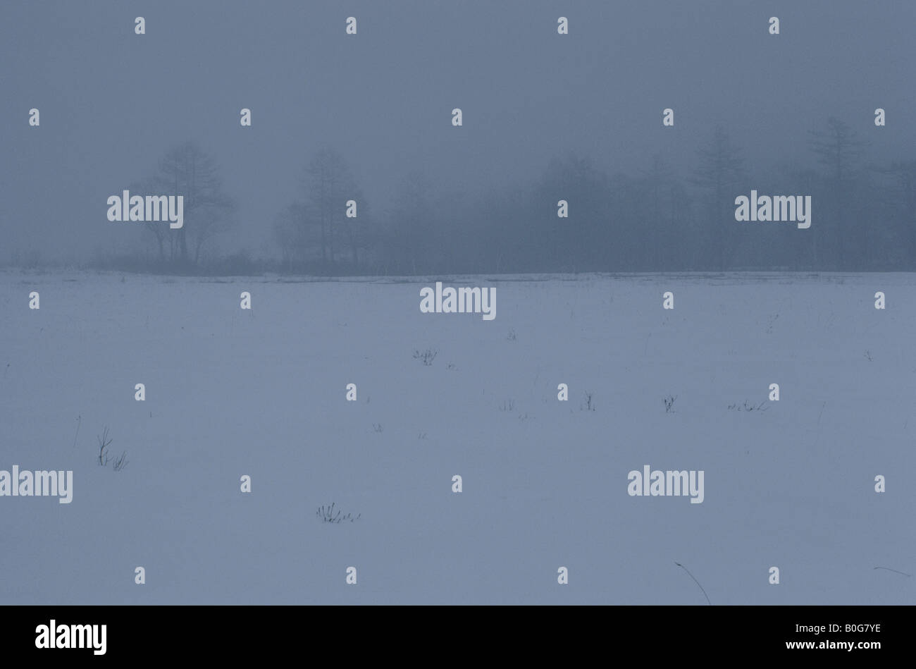 Snowy Field Near Forest Stock Photo - Alamy