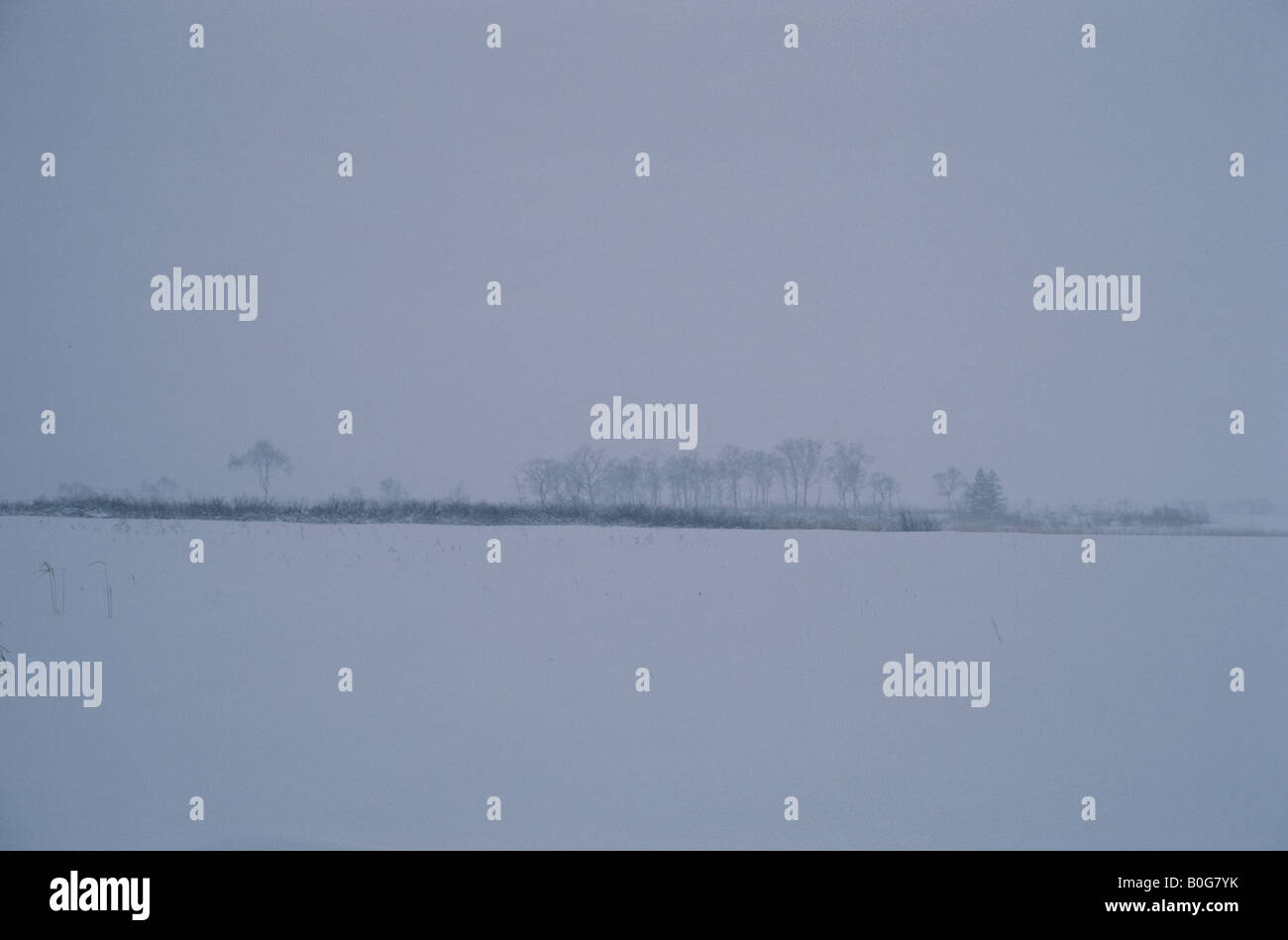 Trees In Snowy Field Stock Photo - Alamy