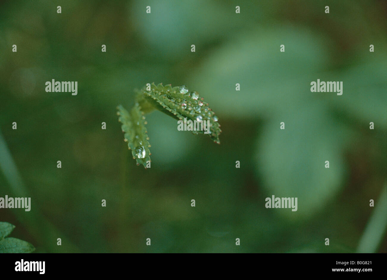 Leaf blades hi-res stock photography and images - Alamy