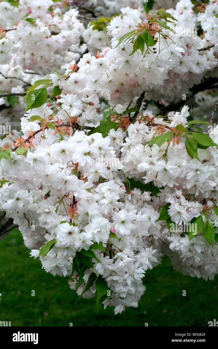 PRUNUS SHOGETSU AGM Stock Photo - Alamy