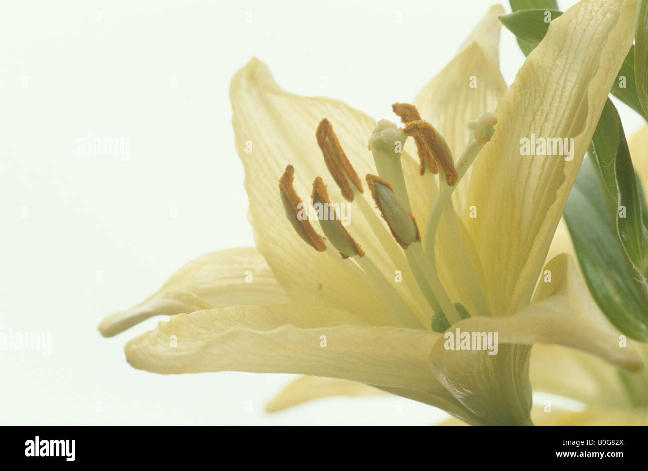 Yellow Lily With Pollen Stock Photo - Alamy