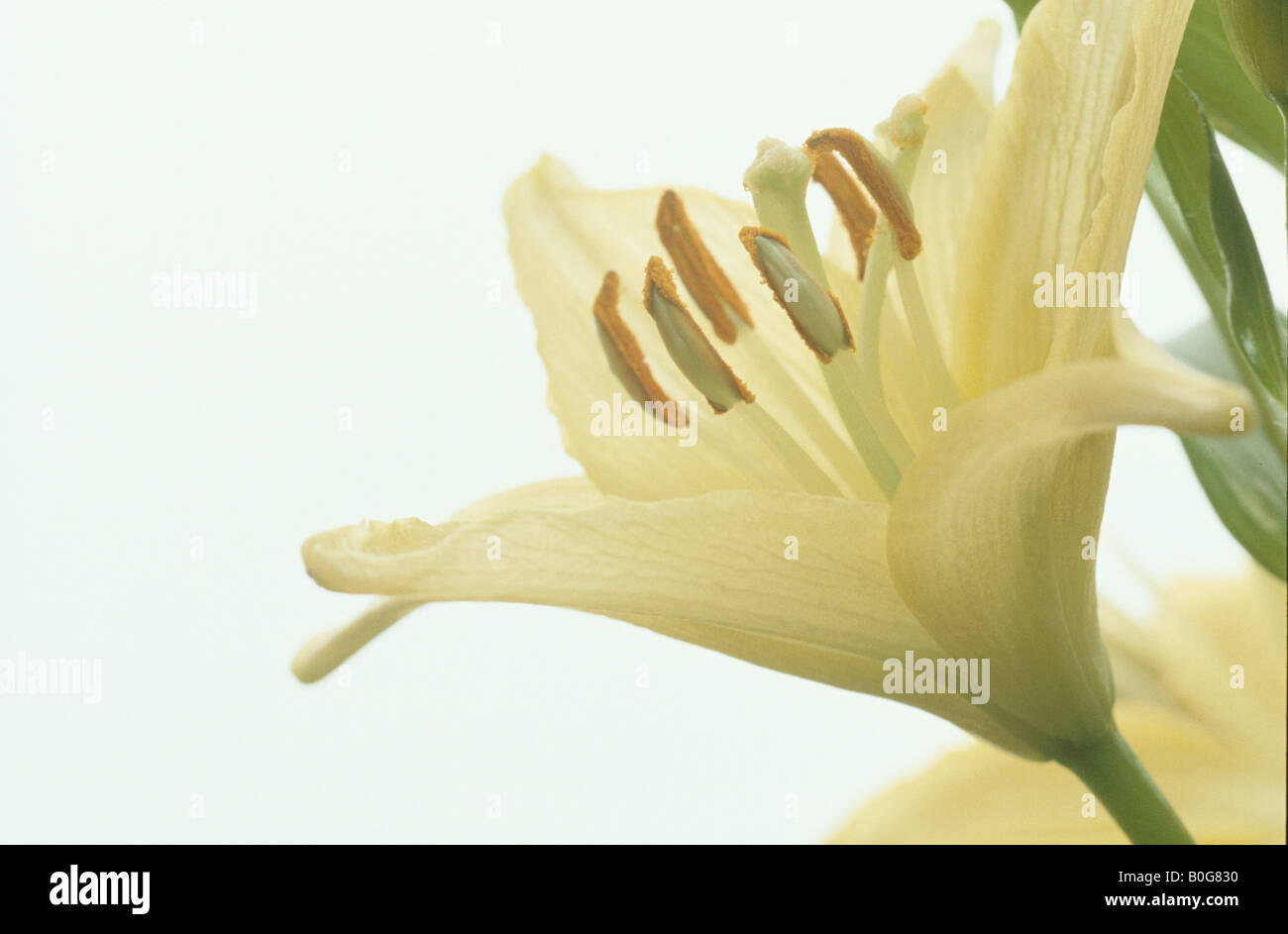 Yellow Lily With Pollen Stock Photo - Alamy