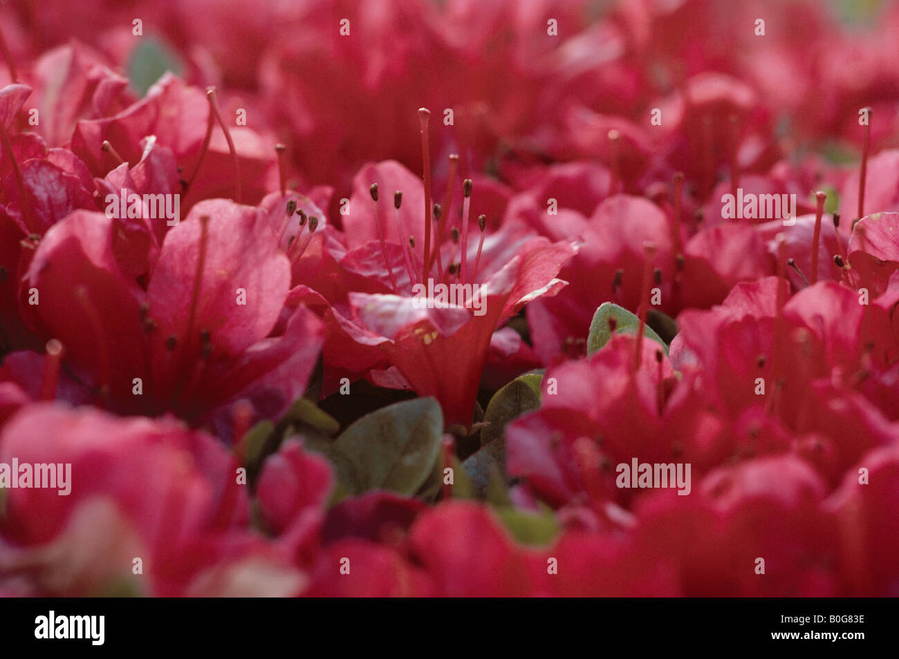 Red Azalea Flowers Stock Photo - Alamy