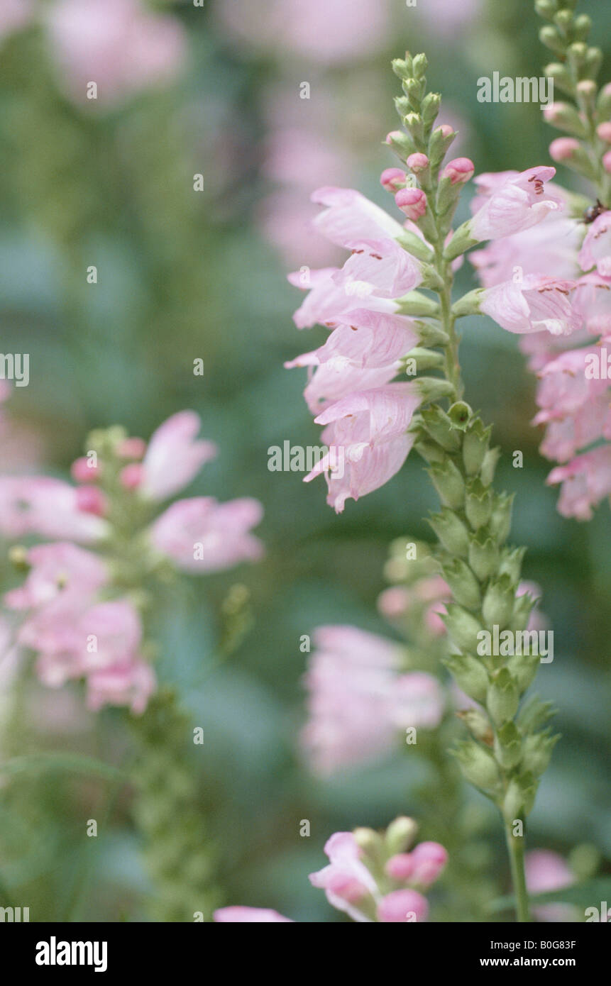 Stem clusters hi-res stock photography and images - Alamy