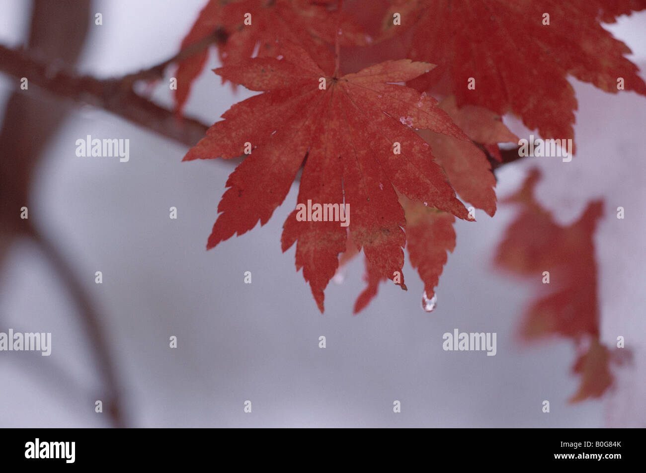 Red Maple Leaves Stock Photo - Alamy