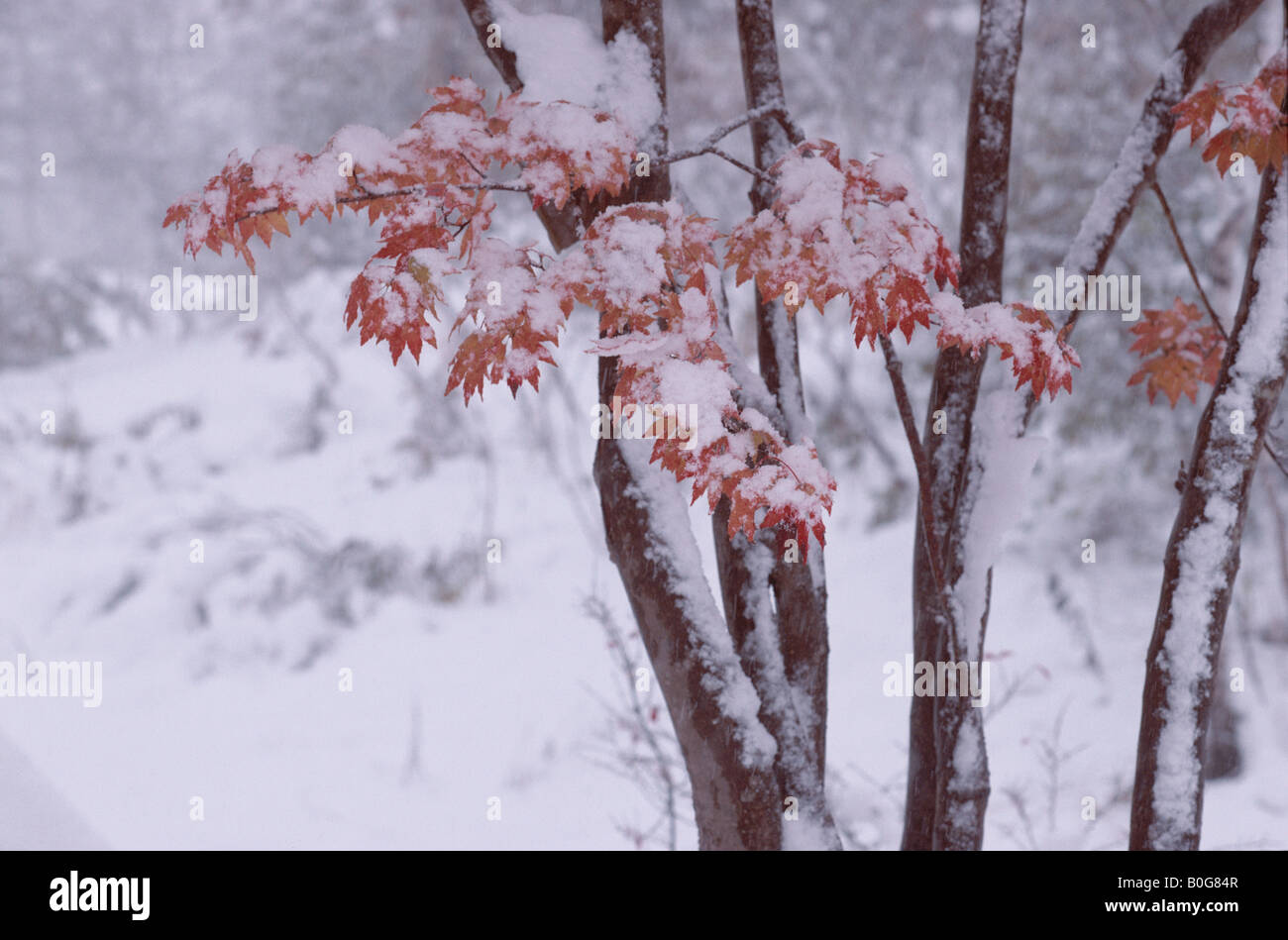 Snow On Leafy Maple Trees Stock Photo - Alamy