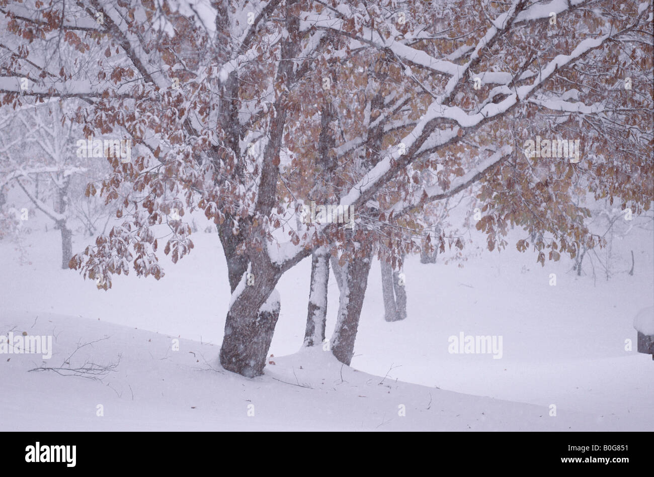 Tree In Snowfall Stock Photo - Alamy