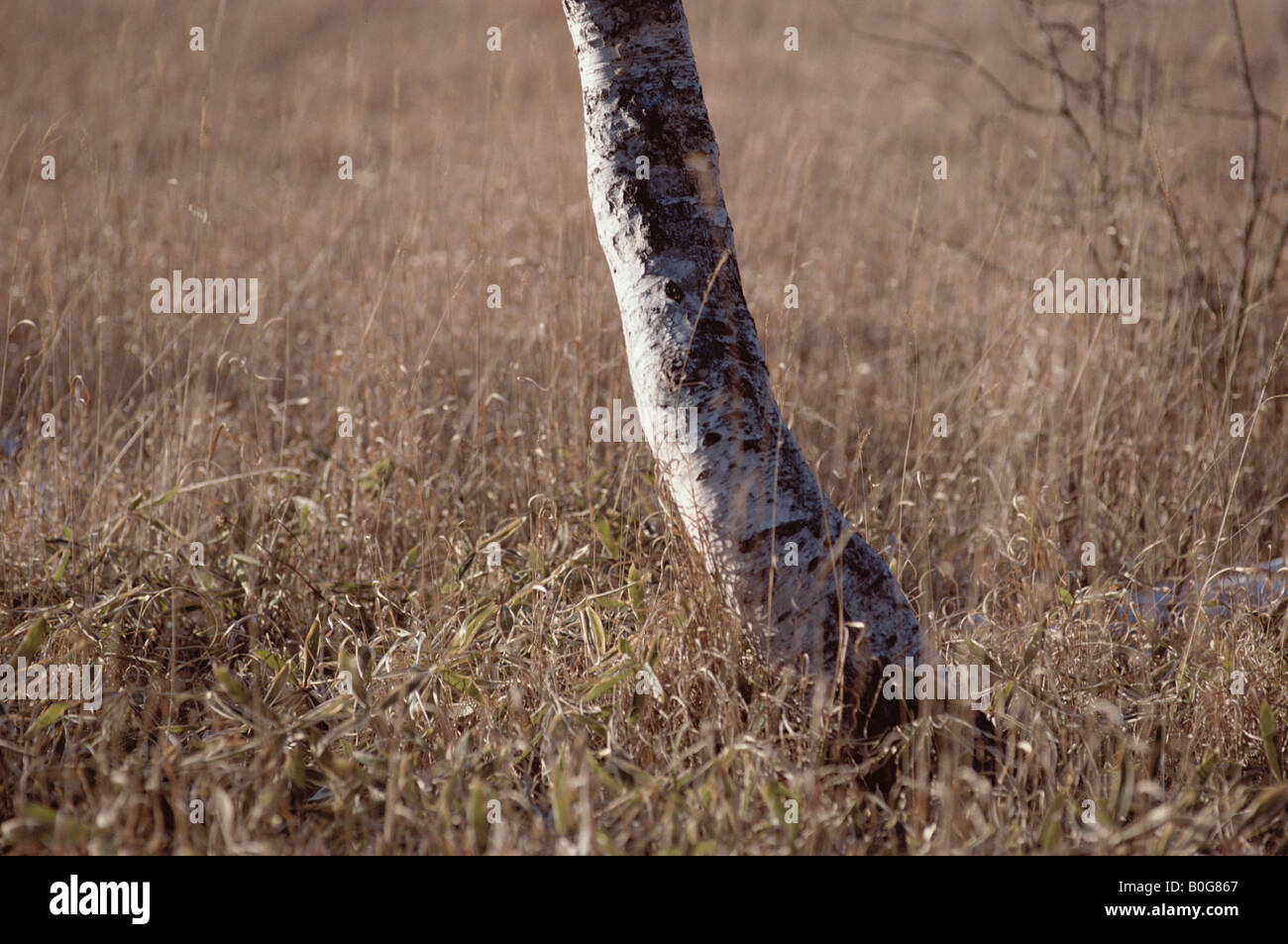 Grasslands roots hi-res stock photography and images - Alamy