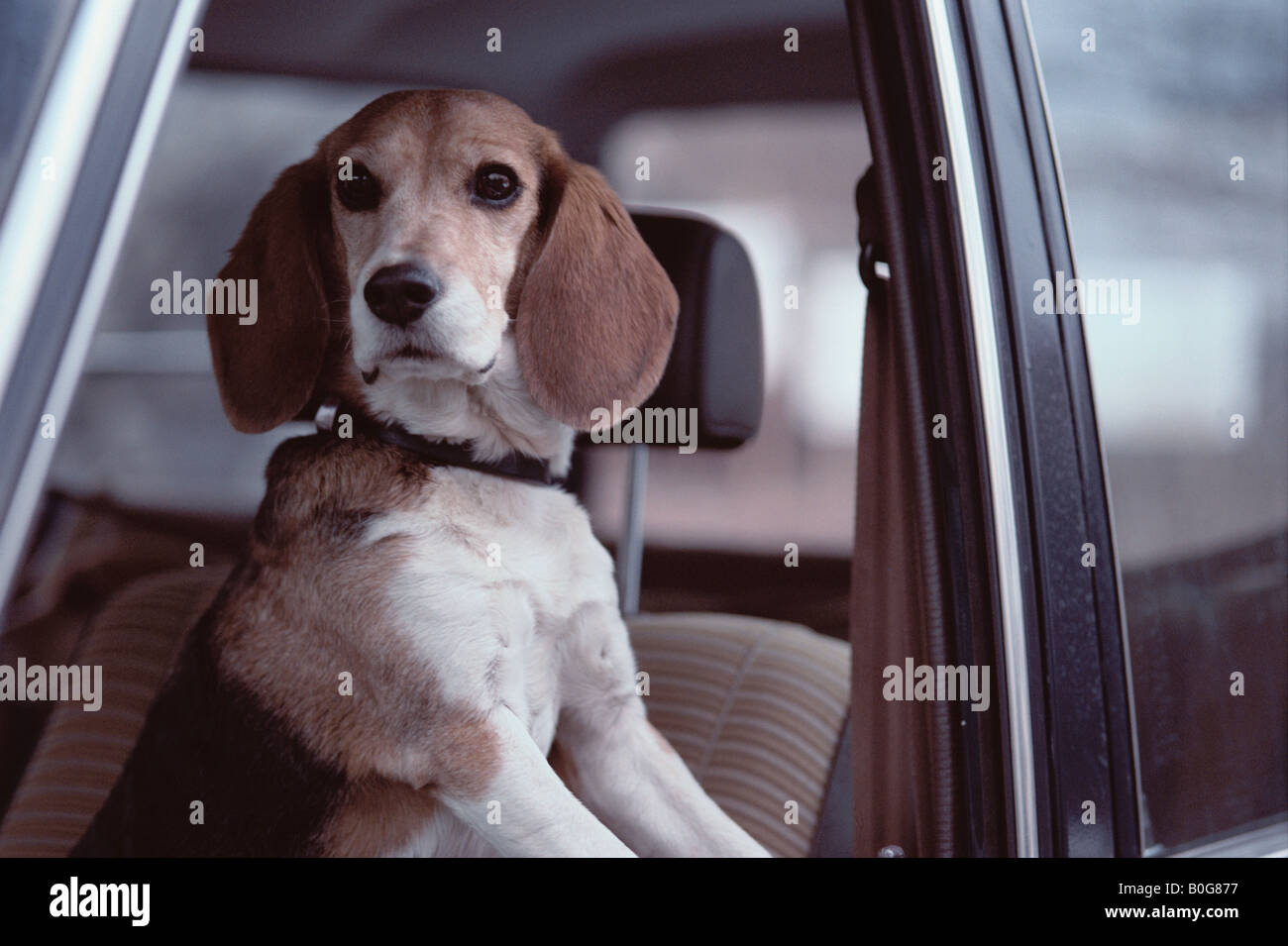 Beagle In Car Stock Photo - Alamy