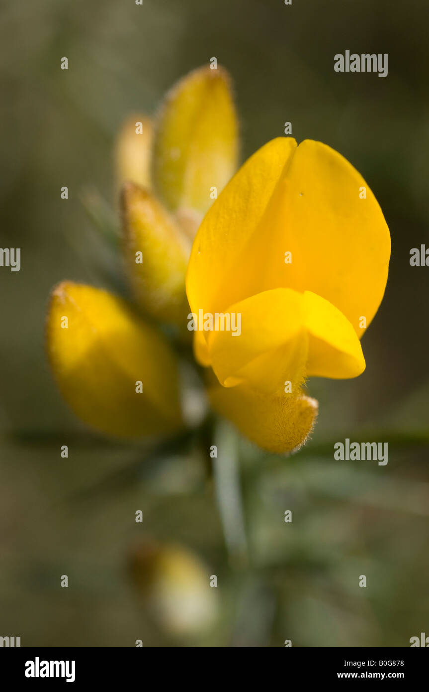 Common Gorse Ulex europaeus flower Stock Photo - Alamy
