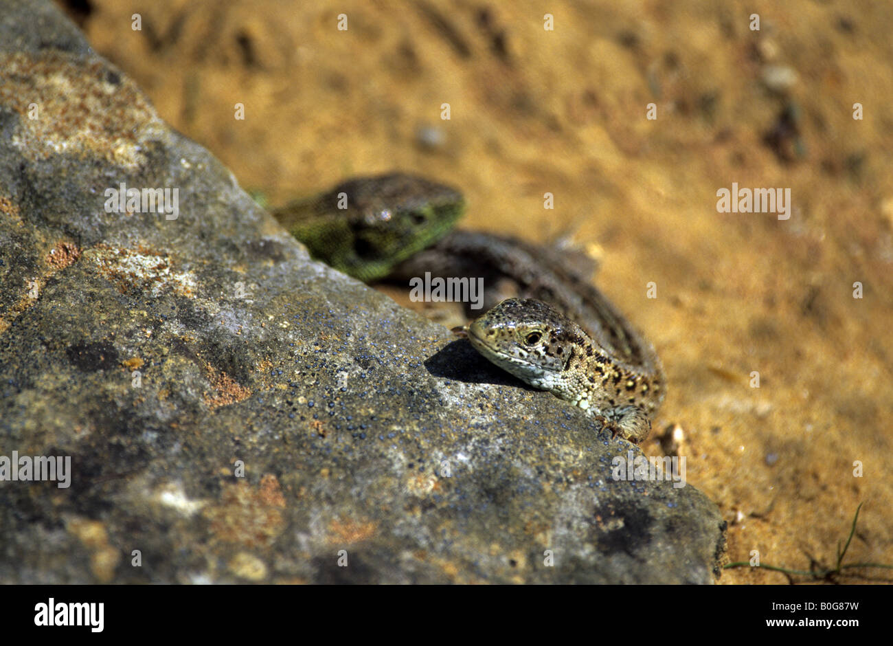Male and female sand lizards hi-res stock photography and images - Alamy
