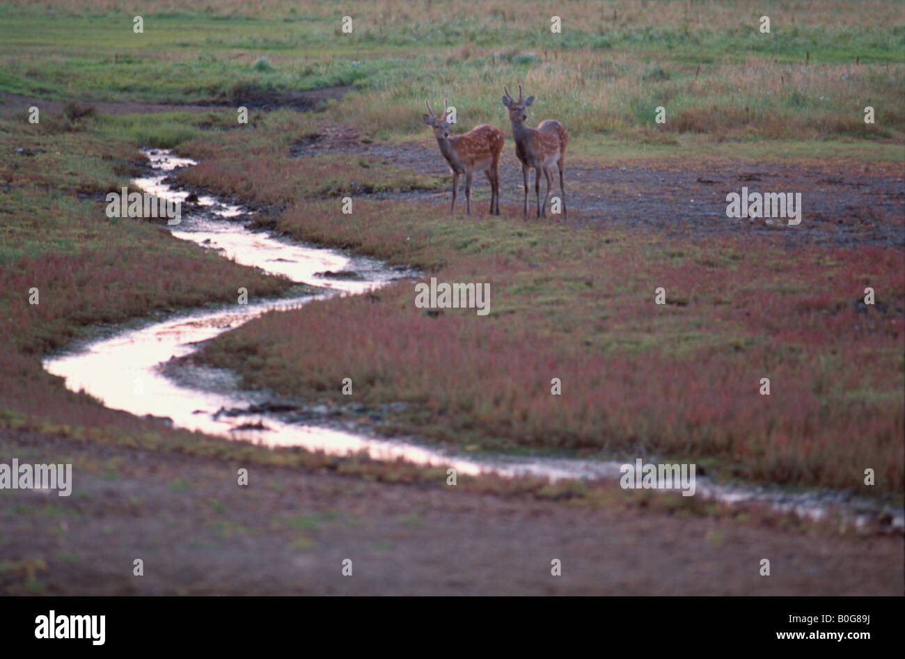 Two Deers Near Stream Stock Photo - Alamy