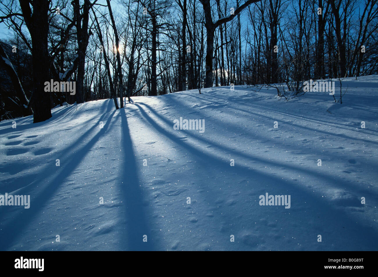 Shadows Of Trees On Snow Stock Photo - Alamy
