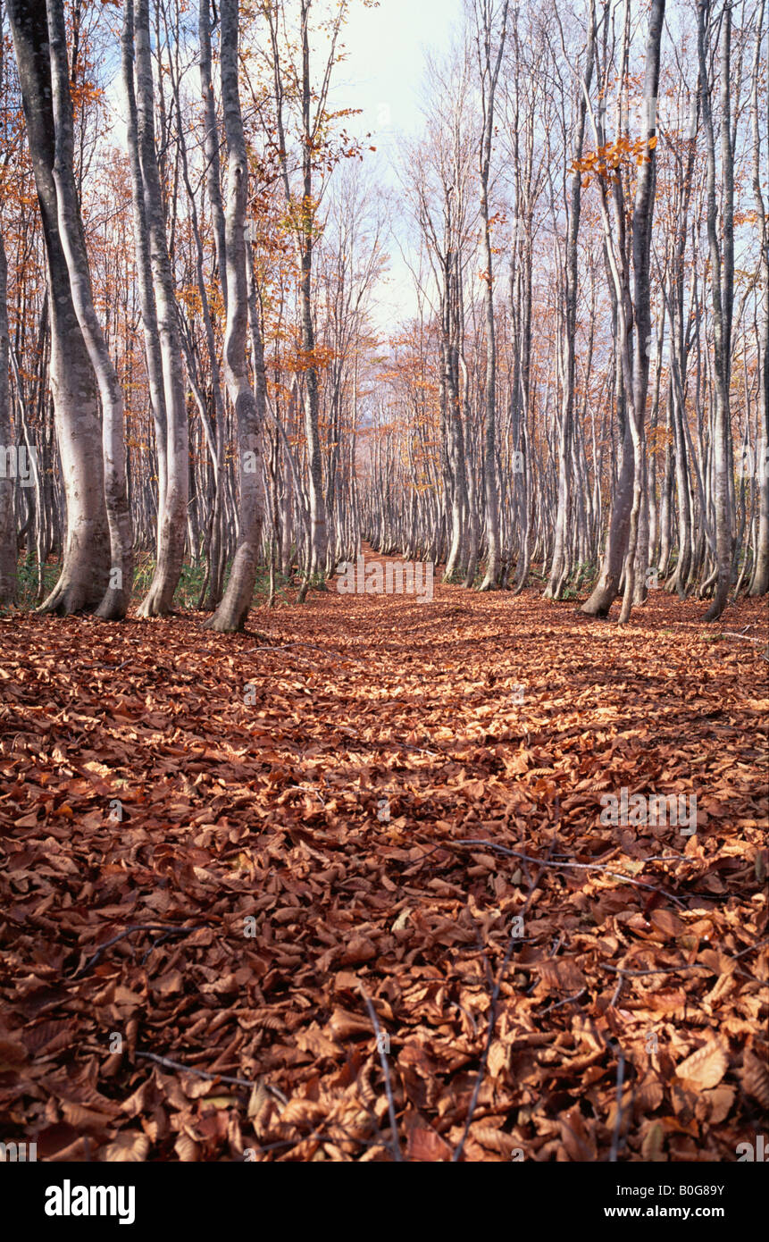 Fallen Leaves On Path Stock Photo - Alamy