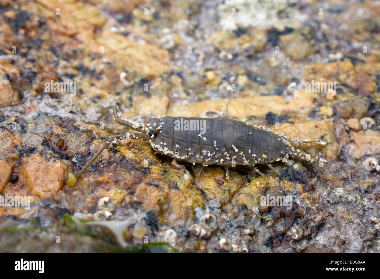 Sea slater ligia oceanica hi-res stock photography and images - Alamy