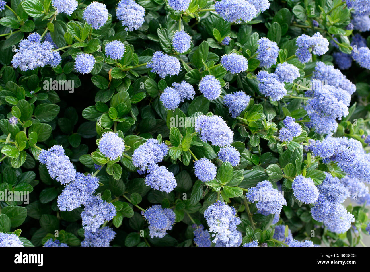 CEANOTHUS THYRSIFLORUS REPENS AGM Stock Photo: 17568224 - Alamy