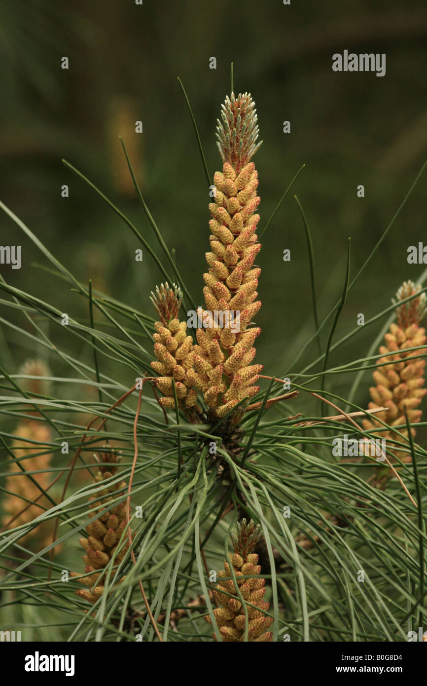 Flower of the Scots pine (Pinus Sylvestris Stock Photo - Alamy