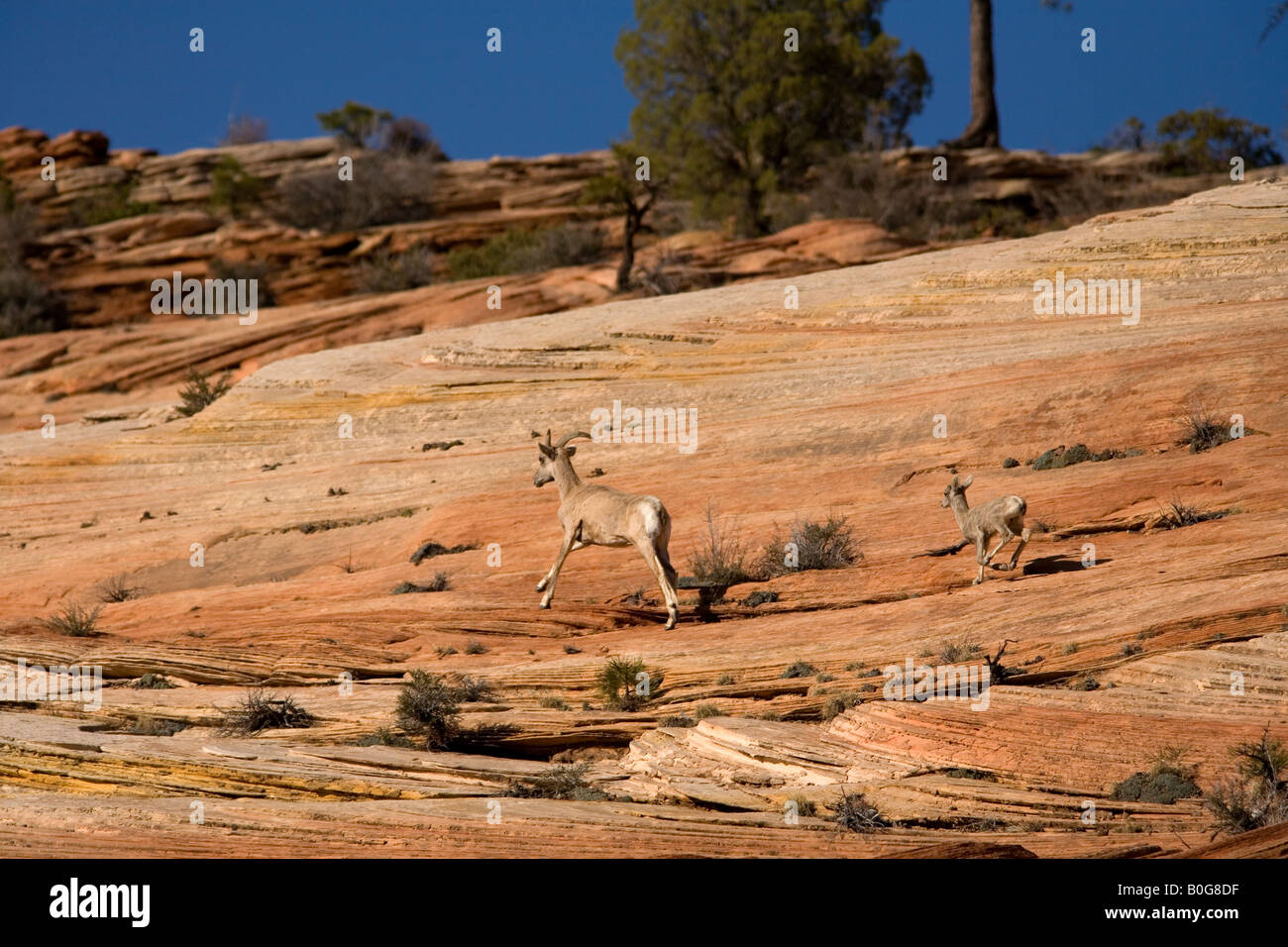 Desert Bighorn Sheep (Ovis canadensis nelsoni) Ewe and Lamb, Zion ...