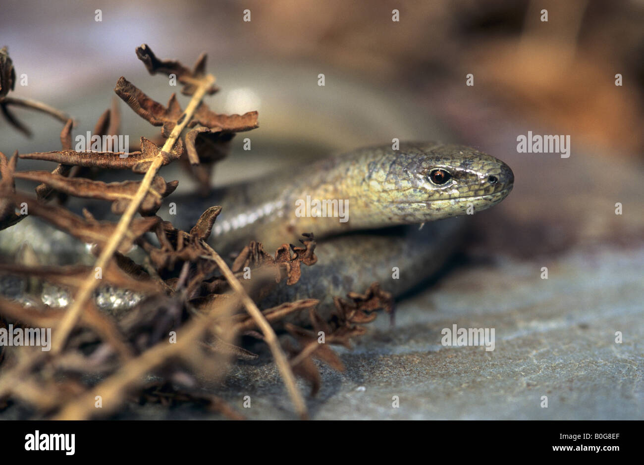 slow worm Anguis fragilis male cornwall Stock Photo - Alamy