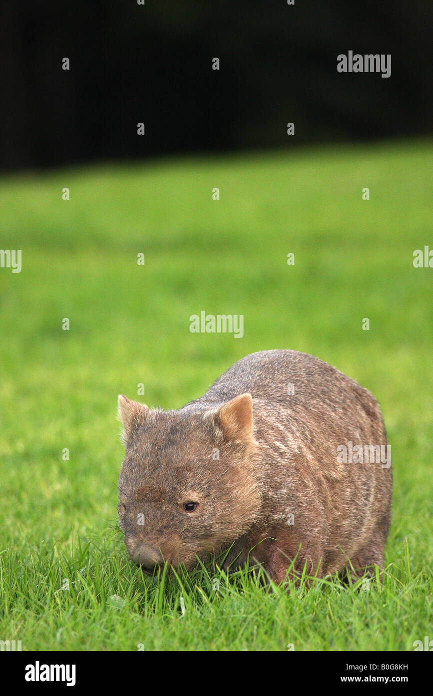 Common wombat, vombatus ursinus, single adult in a field Stock Photo ...