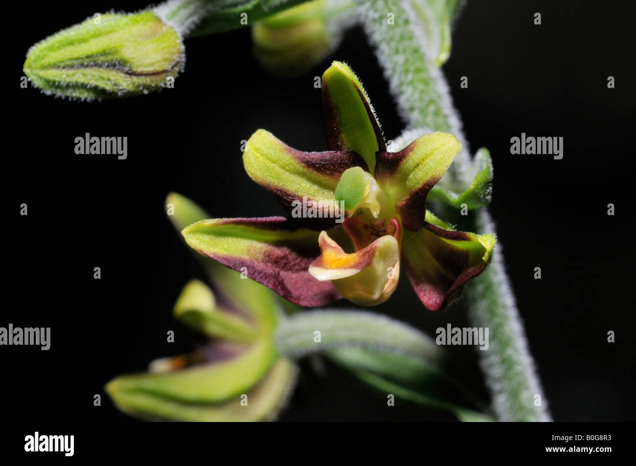 Scarce helleborine hi-res stock photography and images - Alamy