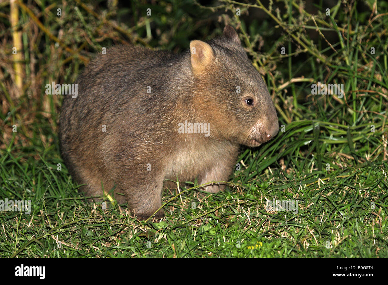 Common wombat, vombatus ursinus, single joey at night Stock Photo - Alamy