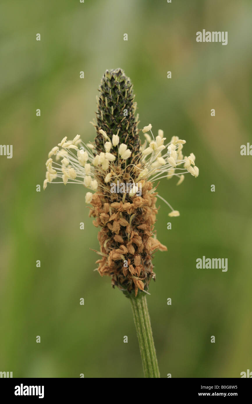 Close up of Ribwort (Plantago Lanceolata) also known as Common, Narrow ...