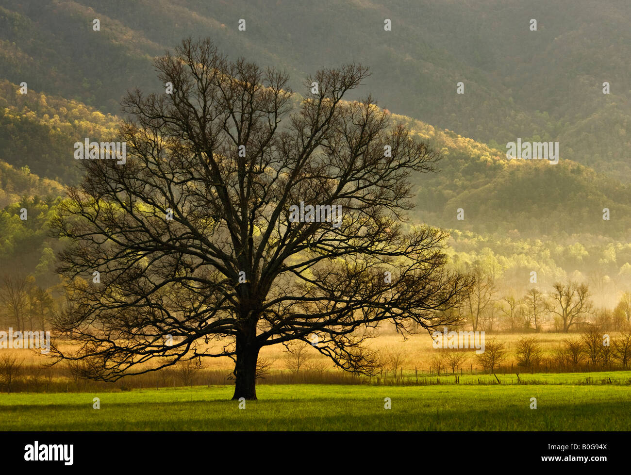 Morning Light on Lone Tree in Open Pasture with Fog Shrouded Mountains ...